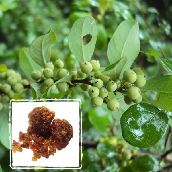 Guggul Extract Powder (Commiphora mukul) Powder & Capsules
