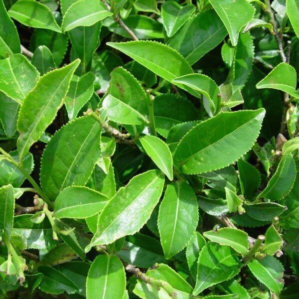 Guayusa Leaf Powder (Ilex guayusa) Pure Powder & Capsules