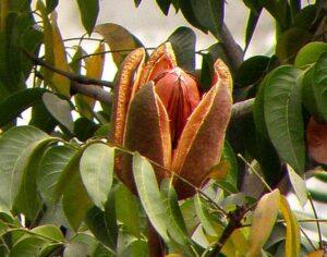 Sky Fruit Extract (Swietenia macrophylla) Powder & Capsules