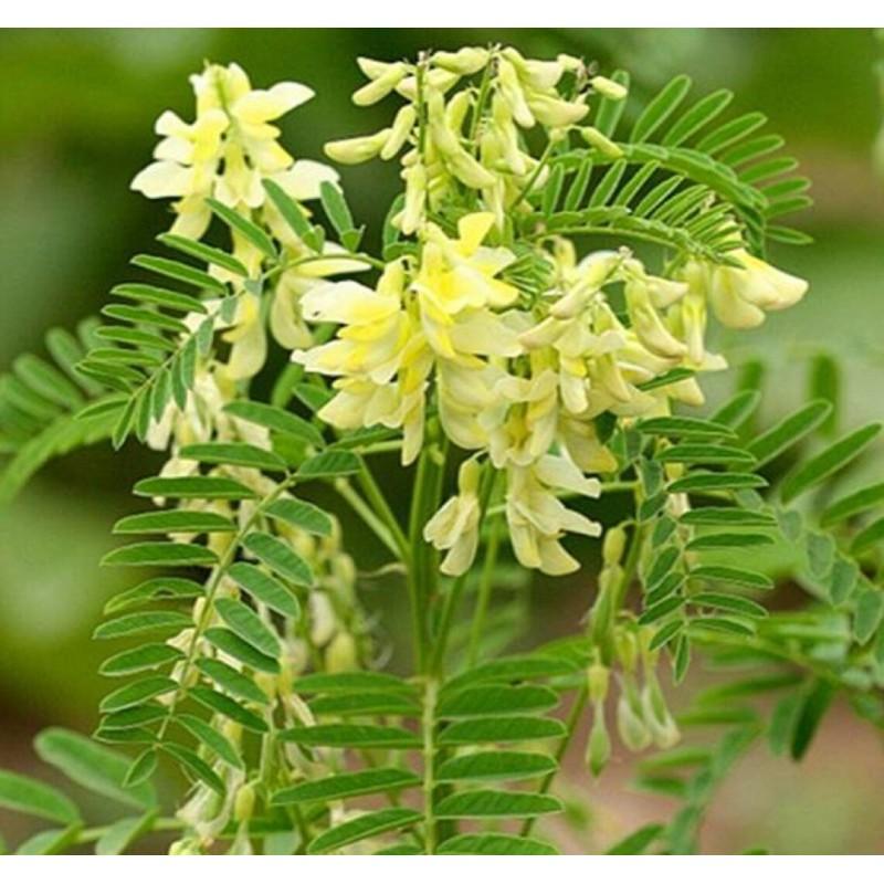 Astragalus (Astragalus membranaceus) Seeds